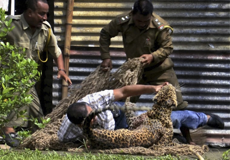 Leopard shot after injuring 13 in residential neighborhood in India