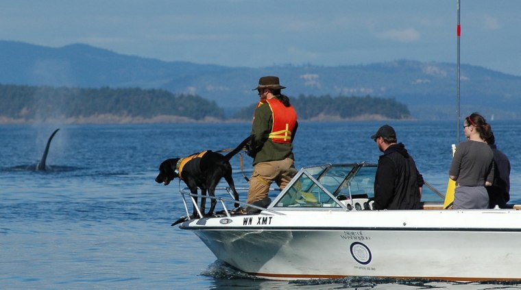 Dog gets starring role in study on what stresses killer whales