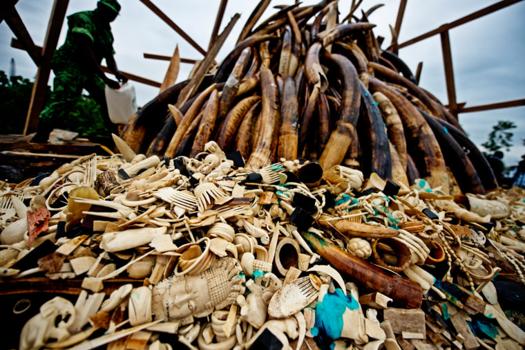 Elephant tusks, ivory torched to keep out of smugglers' hands