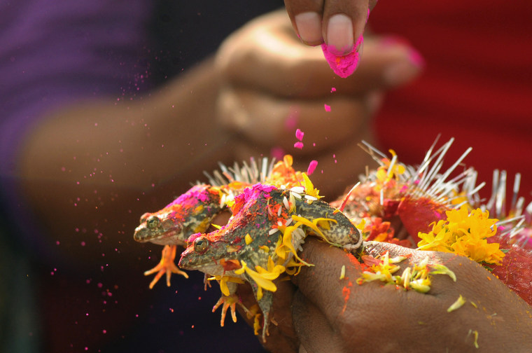 Frogs receive traditional Hindu wedding ceremony