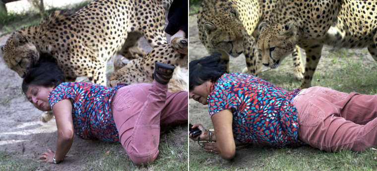 Woman survives cheetah attack by playing dead