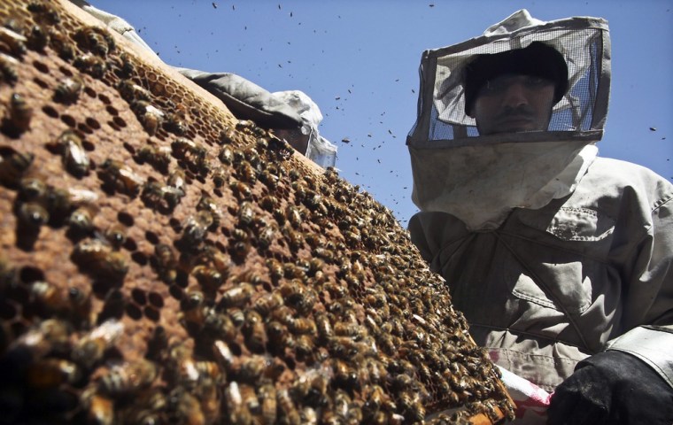 Swarms of bees surround keepers collecting honey in the Gaza Strip