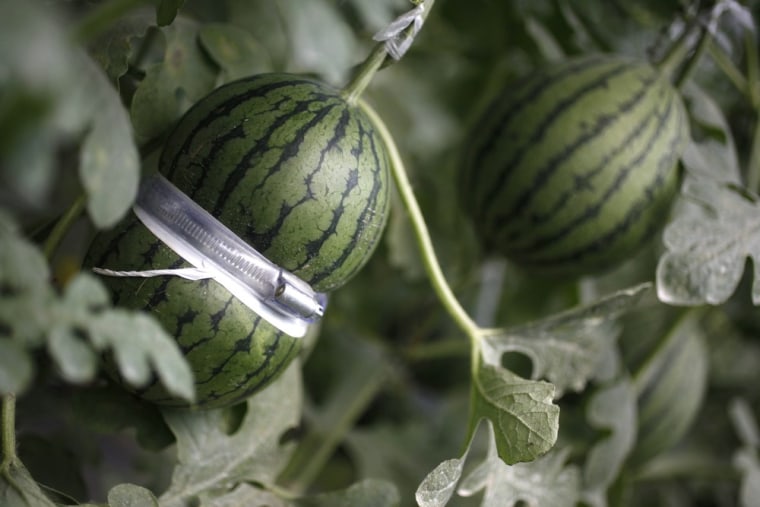 Chinese farmers show off wild and crazy watermelons
