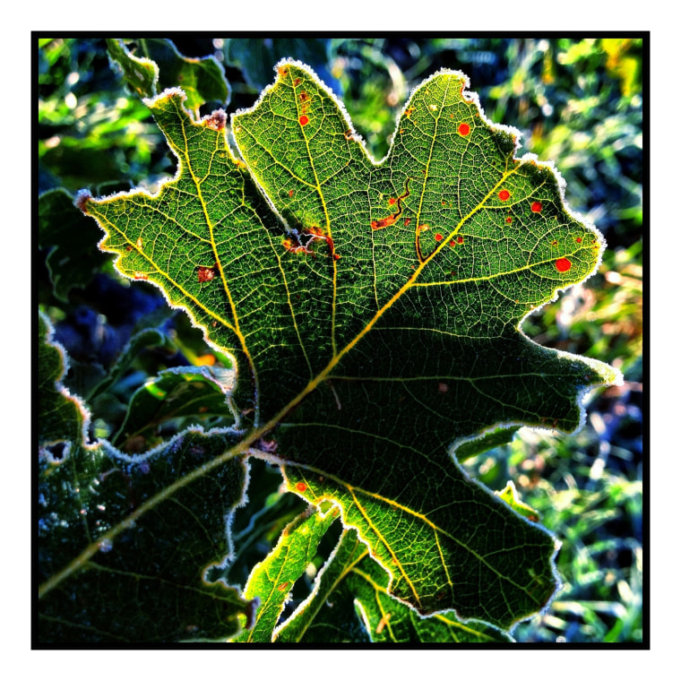 Tree stalker: Photographing a year in the life of a tree