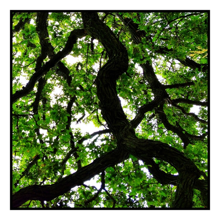 Tree stalker: Photographing a year in the life of a tree