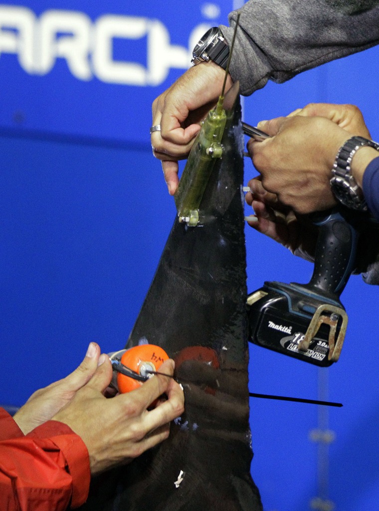 Catch and Release - Researchers tag great white sharks off Cape Cod