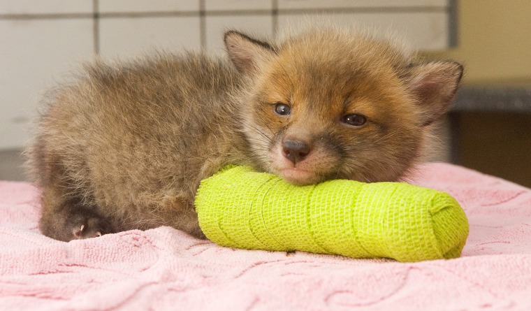 Aww! Fox cub in a cast melts hearts