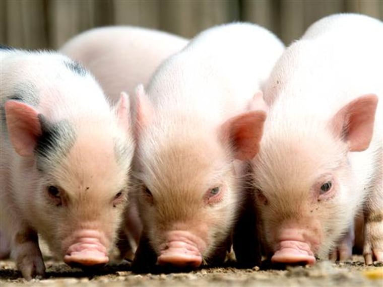 Three little piggies and more of the week's best animal photos