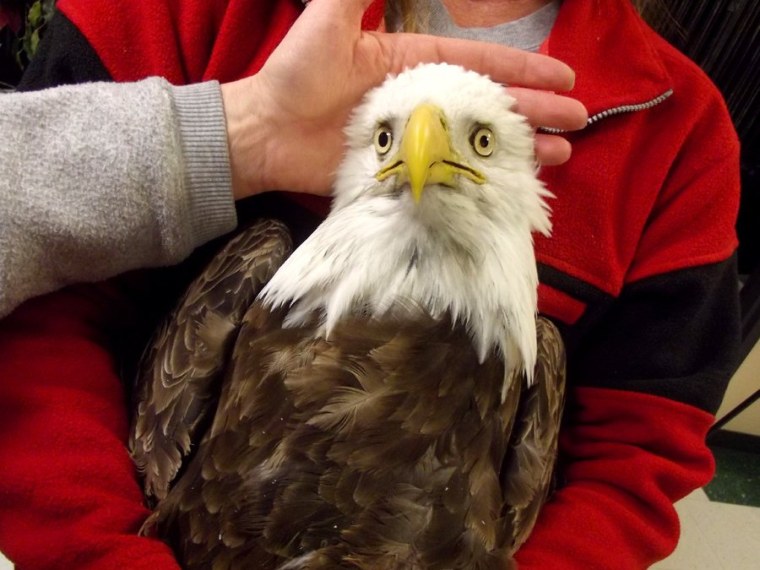 Mystery illness claims more bald eagles in Utah