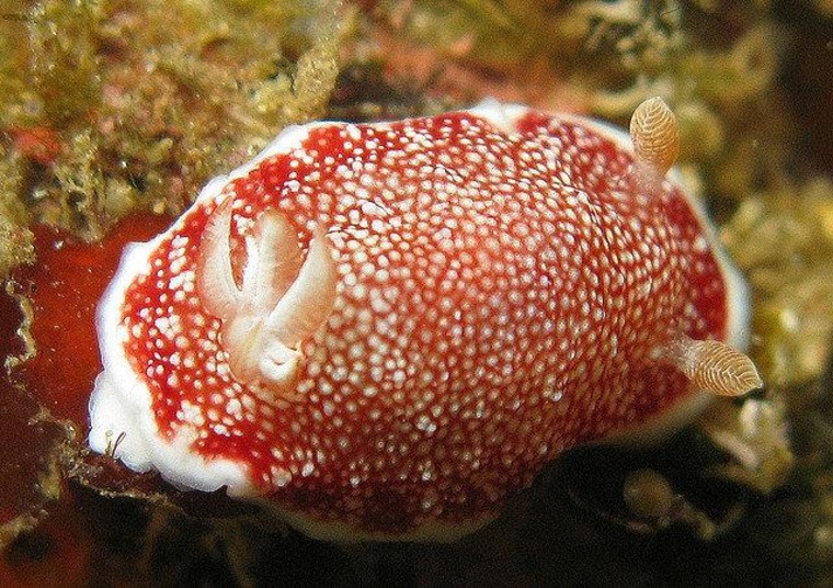 Hermaphrodite sea slug mates with throwaway penis