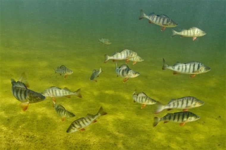 Fish in drug-tainted water become hyper, get munchies