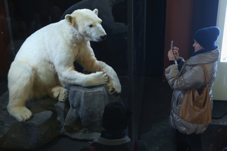 Popular polar bear Knut becomes museum display