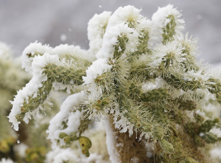 Snow-covered cactuses? Golf championship play stopped due to Arizona ...