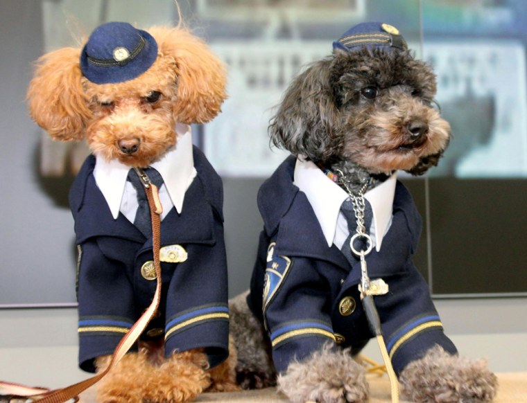 Meet poodles Karin and Fuga, the newest recruits to Japanese police force