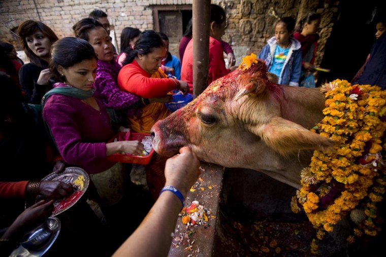 Blessing of the police dogs (and the cows, too)