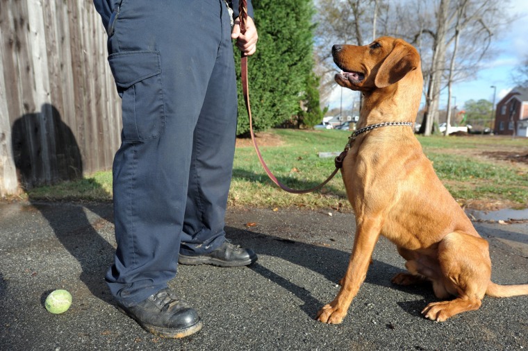 Red Labrador Sully is a K-9 'cop' in Graham, N.C.