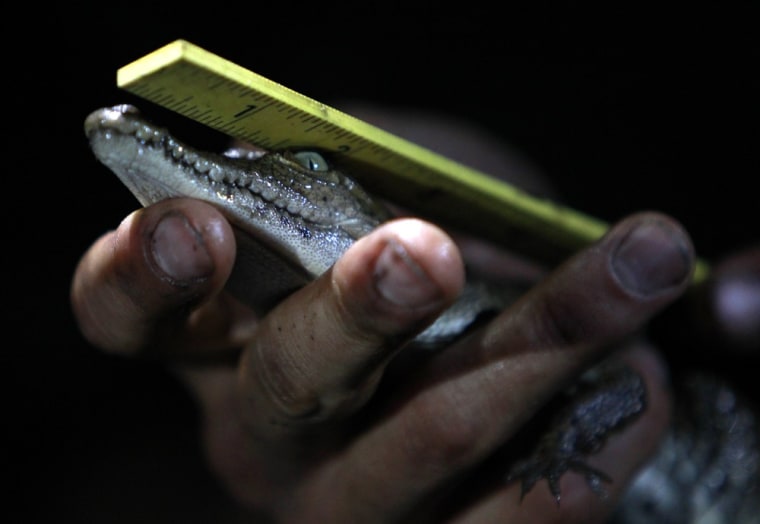 Crocodiles thrive as neighbors of Florida nuclear plant