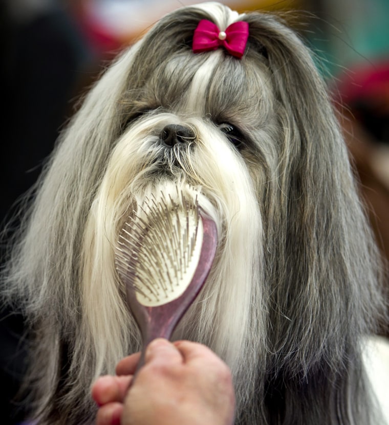 Top dogs strut their stuff at the Winner Show