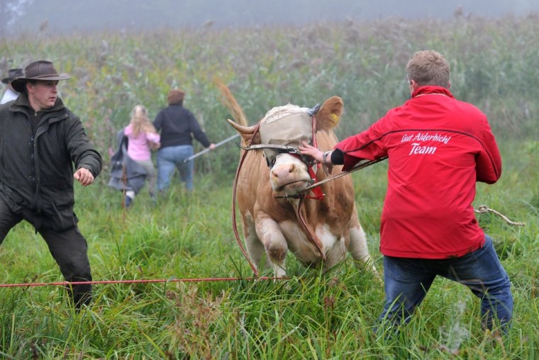 'Yvonne' the runaway cow is returned to her owners