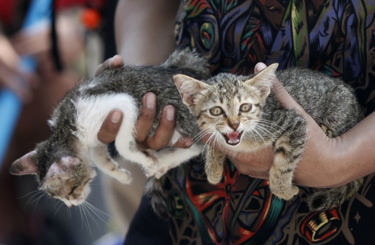 Rescuers turn to the animals in Thailand's flooded provinces