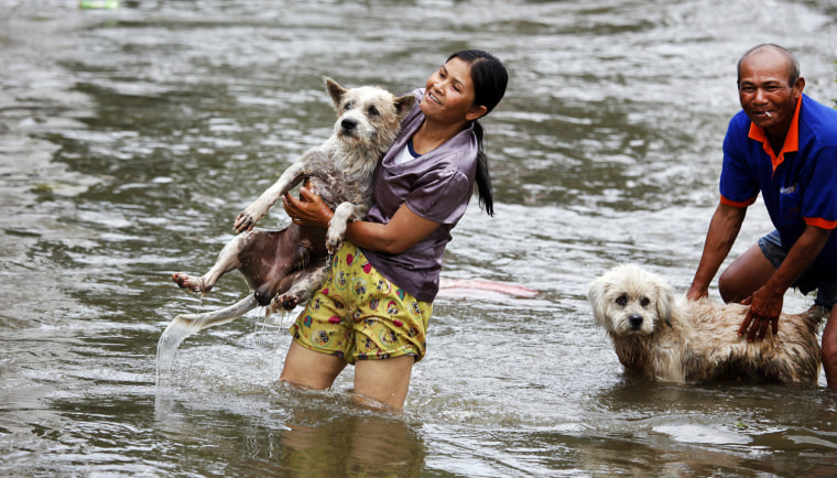 Rescuers turn to the animals in Thailand's flooded provinces
