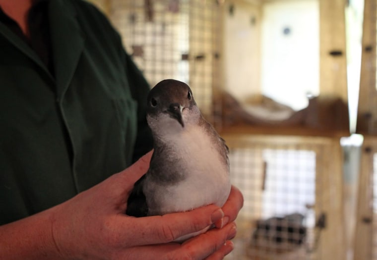 Washing wayward birds after storms hit Wales