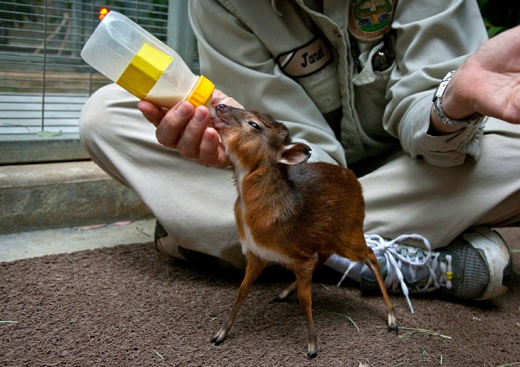 Cutest. Thing. Ever. Baby royal antelope bottle feeds at the San Diego Zoo