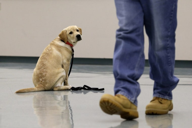 Puppy training: Future service dogs head to maximum-security prison