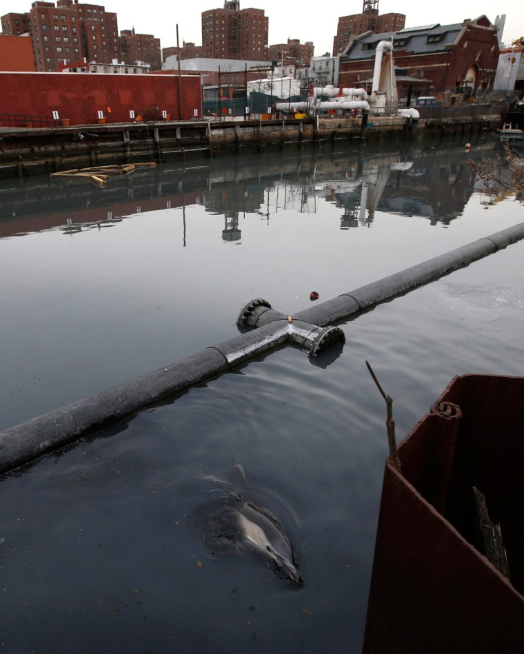 Injured dolphin dies in polluted NYC canal