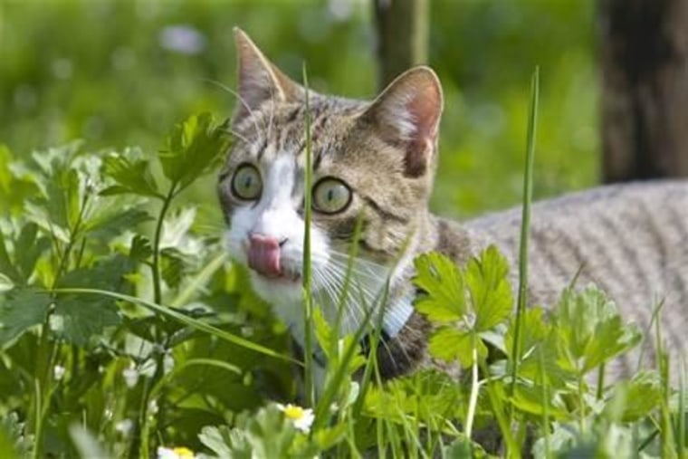 Killer outdoor cats slay billions of birds, small mammals yearly