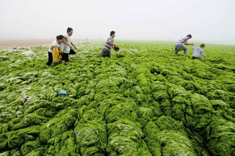 Algae creates a giant green obstacle for Chinese beachgoers