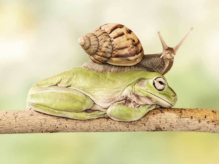 Don't mind me! Snail plays very slow game of leapfrog