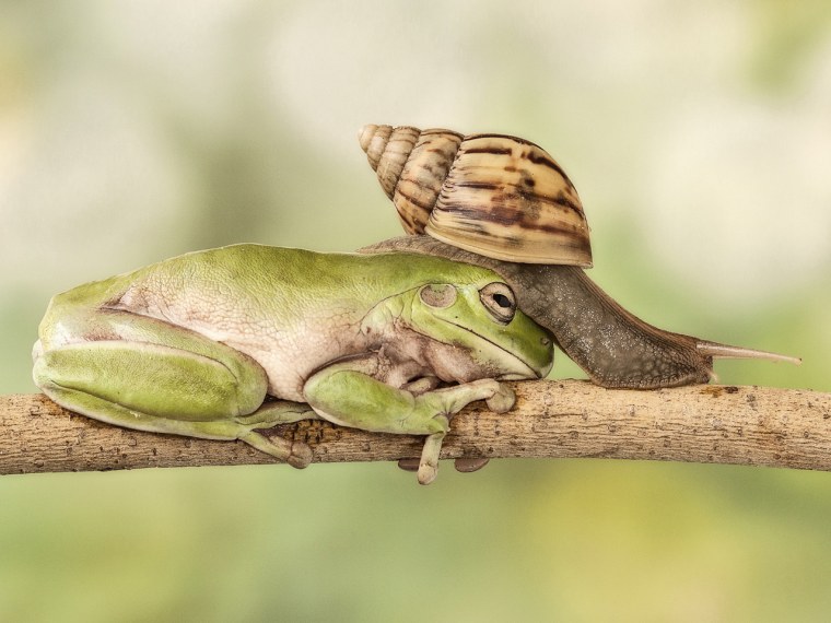 Don't mind me! Snail plays very slow game of leapfrog