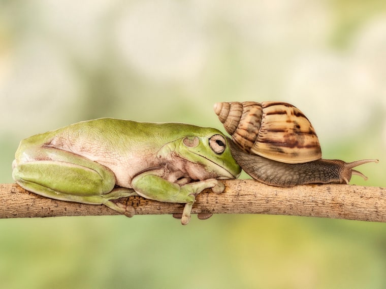 Don't mind me! Snail plays very slow game of leapfrog