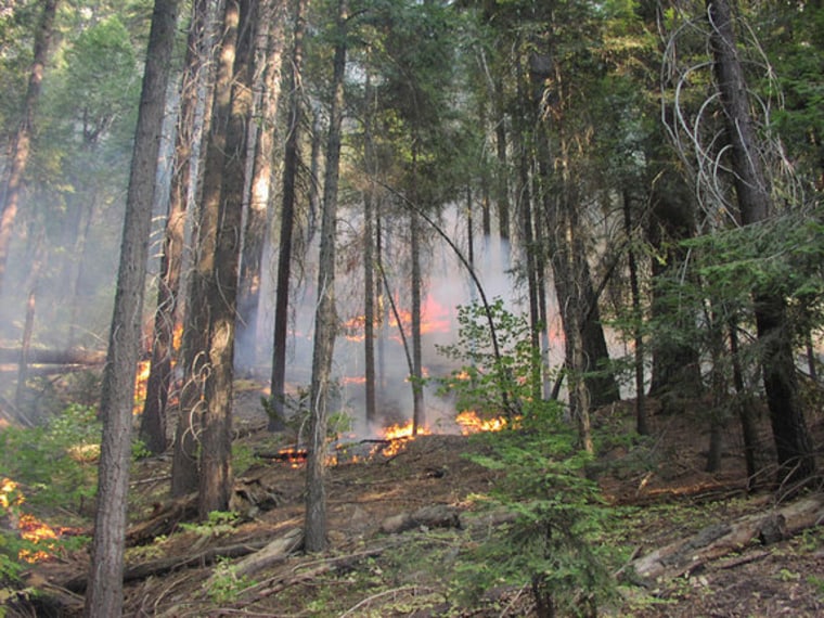Drought-weakened trees more likely to die in forest fires, study says