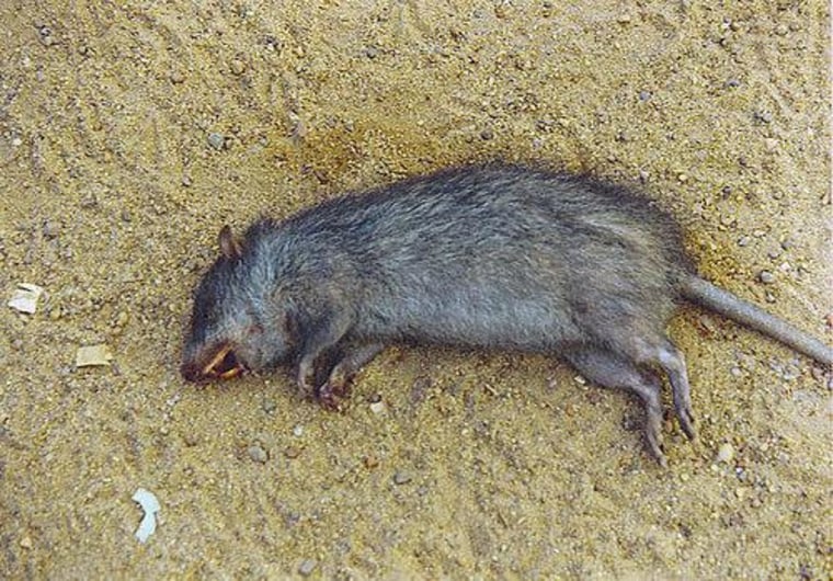 'Pungent rats will serve as bait for endangered beetles along pipeline ...