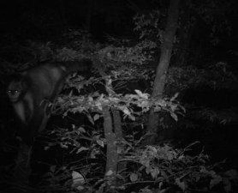 These 'daytime' primates have active nightlife, too, film shows