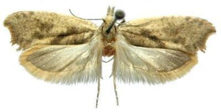 Two strange moth species found in Russia
