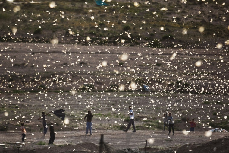 Swarming locusts descend on Israel