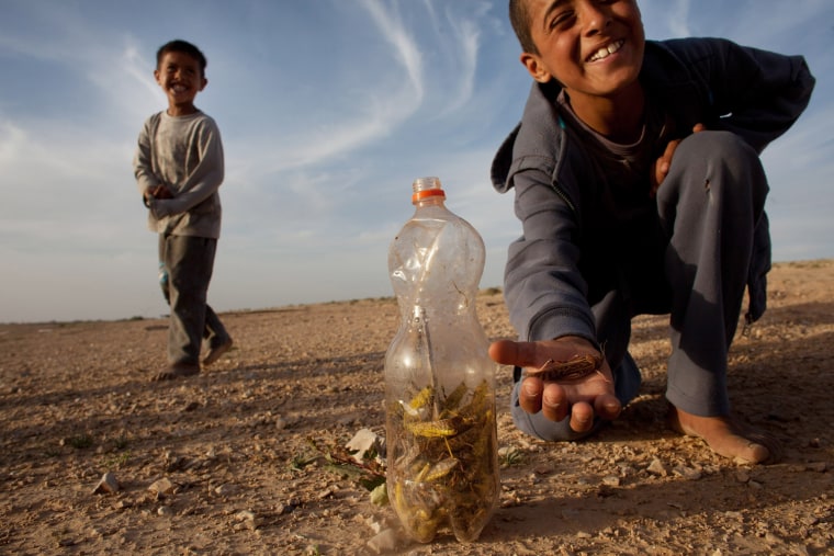 Swarming locusts descend on Israel