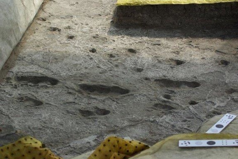 Step back: Ancient humans' footprints may mislead