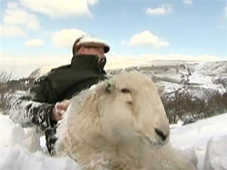 Farmers rescue sheep from 2 feet of snow