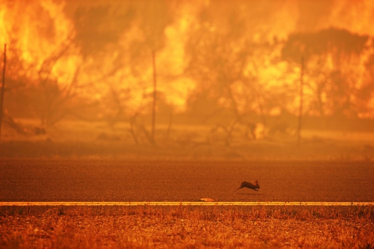 Rabbit runs by wildfire's flames in California