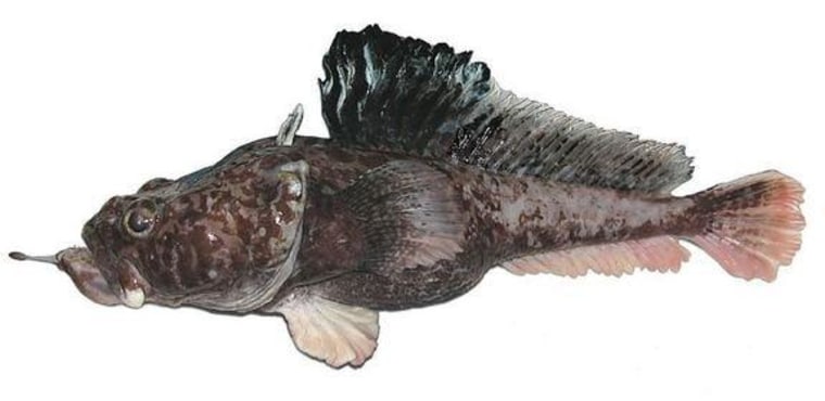 Meet the hopbeard plunderfish -- he's new here