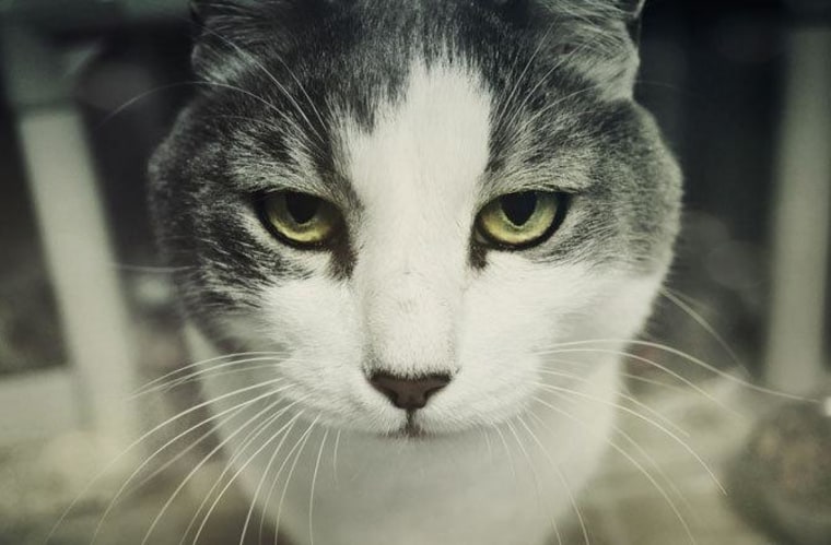 The cat who couldn't spy: A CIA fail