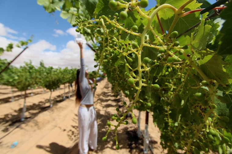 Farmers fight back against swarming locusts in Israel