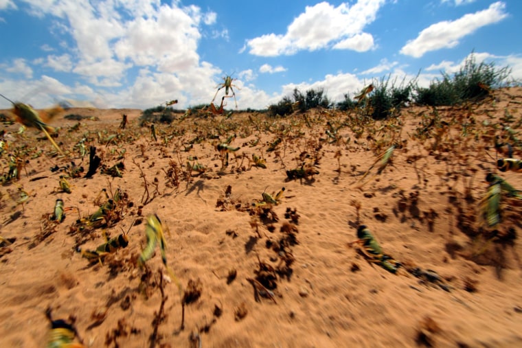 Farmers fight back against swarming locusts in Israel