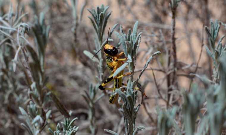 Farmers fight back against swarming locusts in Israel