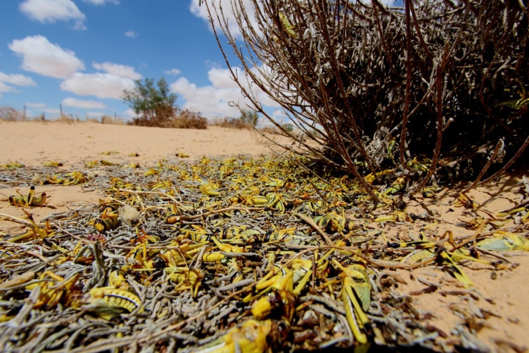 Farmers fight back against swarming locusts in Israel