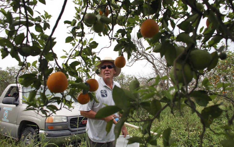 Tracking citrus-damaging insects in Florida